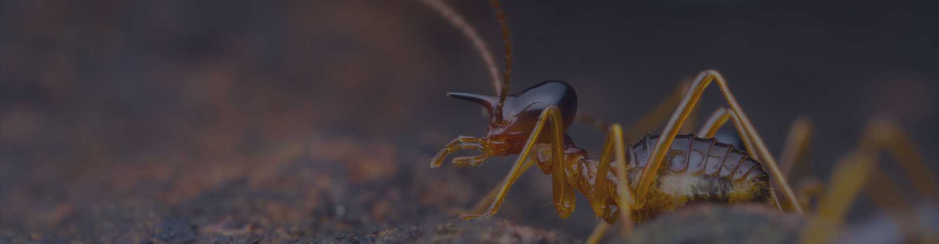 Spider Control Services In Gurgaon | Spider Control Near Me